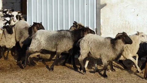 The sheep run out of the barn. A flock o... | Stock Video | Pond5