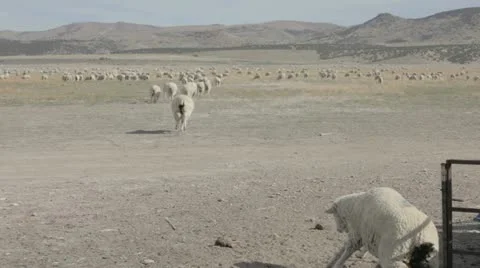 Sheep Running Stock Videos – Royalty-Free HD & 4K Videos | Pond5