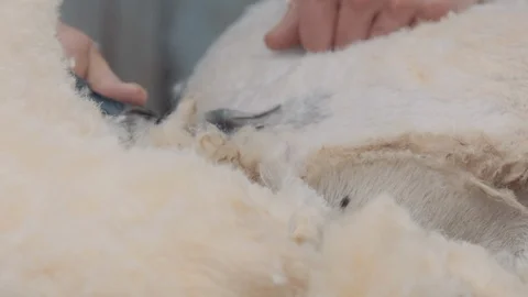 Wool Stock Footage ~ Royalty Free Stock Videos | Pond5