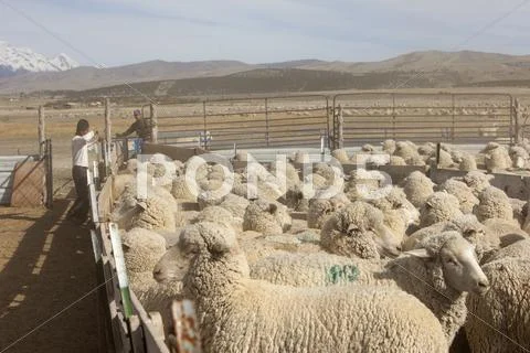 Sheep in sorting shed chute with herder 9556.jpg Stock Photo #11380125