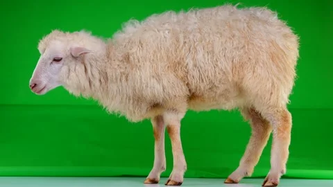 sheep stand on the green screen | Stock Video | Pond5