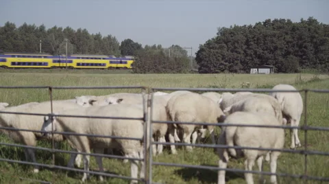 Highsheep Train Stock Video Footage | Royalty Free Highsheep Train ...
