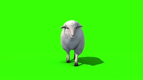Sheep Walkcycle Front Green Screen 3D Re... | Stock Video | Pond5
