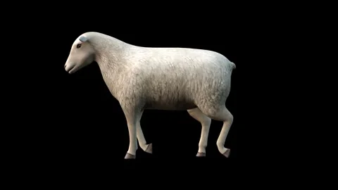 A sheep walking on black background, 3D ... | Stock Video | Pond5
