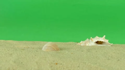 shell on beach with green screen 4k Foot... | Stock Video | Pond5