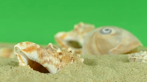 shell on beach with green screen 4k Foot... | Stock Video | Pond5