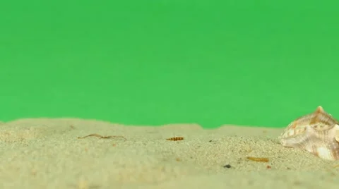 shell on beach with green screen 4k Foot... | Stock Video | Pond5