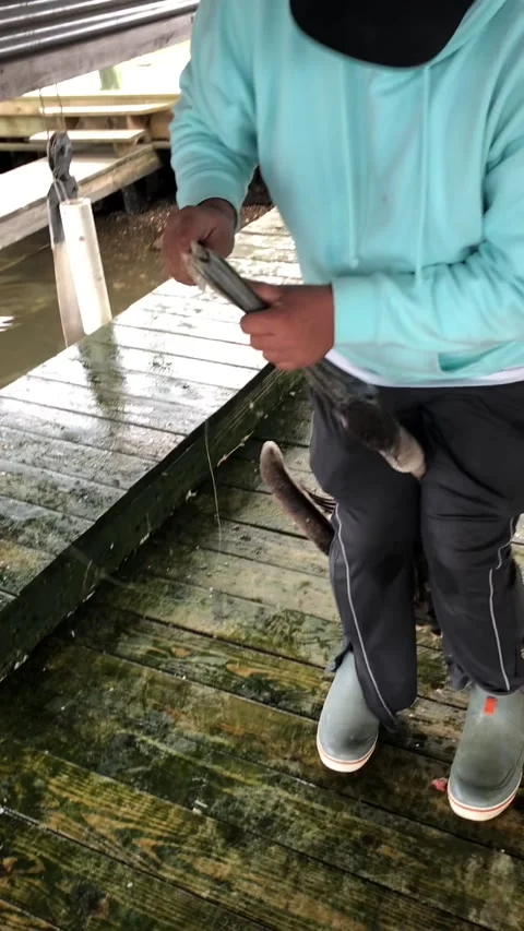 Pelican Louisiana Stock Videos – Royalty-Free HD & 4K Videos