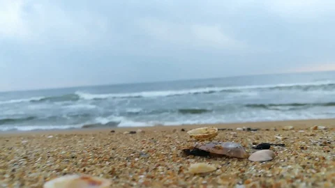 Shell On Beach. Shell On The Beach Dolly... | Stock Video | Pond5