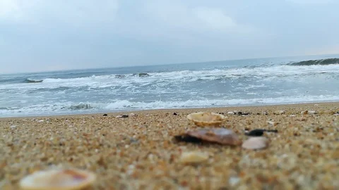 Shell On Beach. Shell On The Beach Dolly... | Stock Video | Pond5