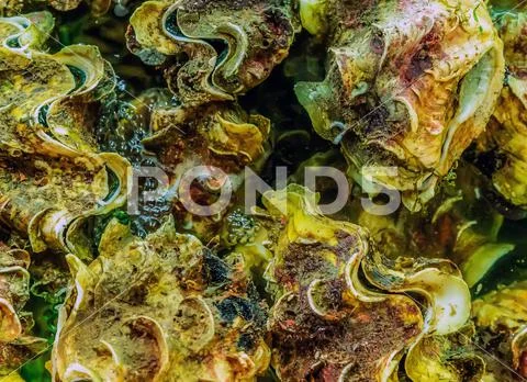 Photograph: Shellfish conch scallop seashell background #133838037