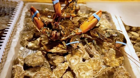 Group From Lobsters Stock Video Footage | Royalty Free Group From ...