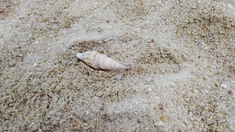Shells lying on the sand on a beach in K... | Stock Video | Pond5