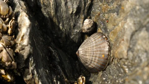 The shells sticking on the rocks in Koij... | Stock Video | Pond5