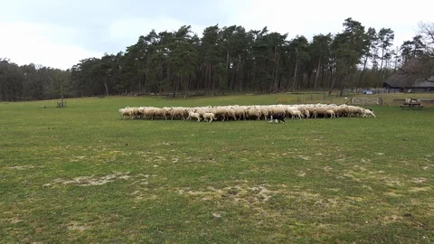 Sheep Herding Stock Video Footage | Royalty Free Sheep Herding Videos ...