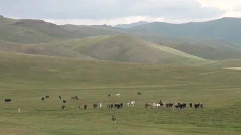 Herding Animals Stock Videos – Royalty-Free HD & 4K Videos | Pond5