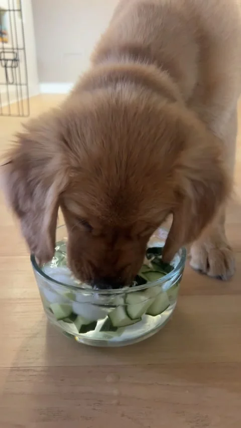 Doggy I St Stock Footage ~ Royalty Free Stock Videos | Pond5