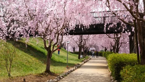 Shidarezakura Cherry Blossom tree in JAP... | Stock Video | Pond5