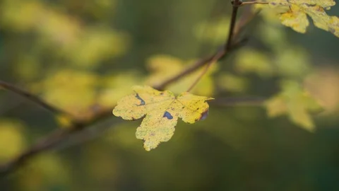 Shifting Pictyre Stock Videos – Royalty-Free HD & 4K Videos