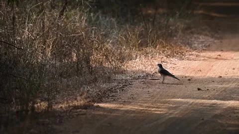 Shikra hopping around on the road in Ran... | Stock Video | Pond5