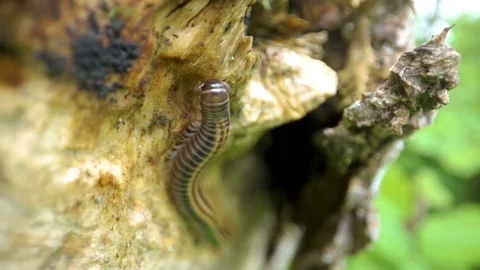 A shiny black millipede on the side of t... | Stock Video | Pond5
