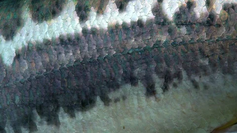 Shiny body of beautiful exotic Giant Sna... | Stock Video | Pond5