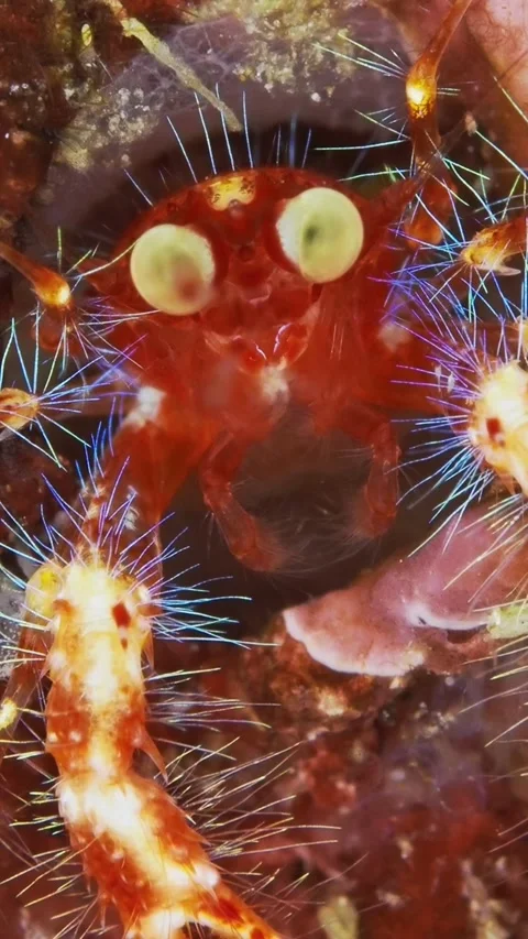 Shiny Crustacean Close Up, Malapascua, C... | Stock Video | Pond5