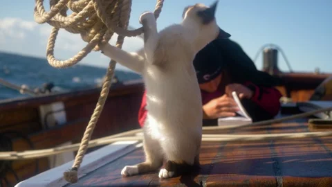 Sailor Cat Stock Video Footage | Royalty Free Sailor Cat Videos | Pond5