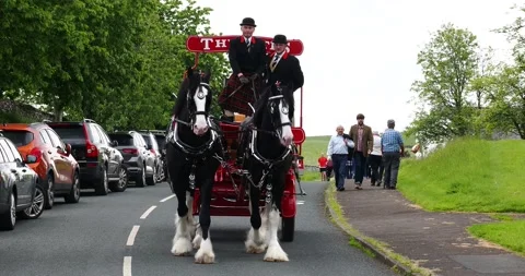 Shire Horse Stock Footage ~ Royalty Free Stock Videos | Pond5