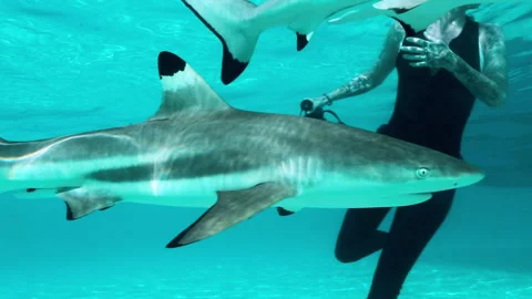 Two Sharks Swimming Stock Videos – Royalty-Free HD & 4K Videos | Page 5