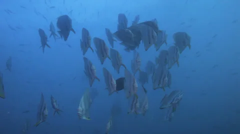 Bat Fish Stock Videos – Royalty-Free HD & 4K Videos | Pond5