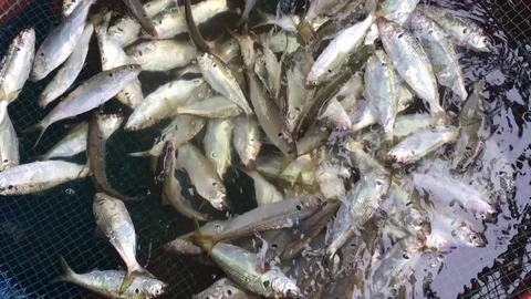 Fish Floppin Stock Video Footage | Royalty Free Fish Floppin Videos | Pond5