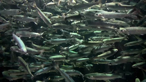 Shoal fish at Kamon Aquarium, Japan. | Stock Video | Pond5