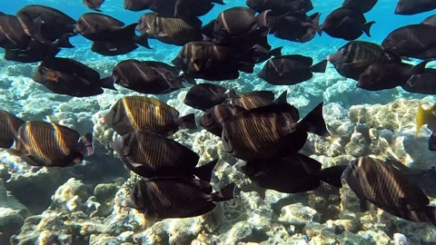 Shoal of fish, Red Sea, Egypt, 4K video ... | Stock Video | Pond5