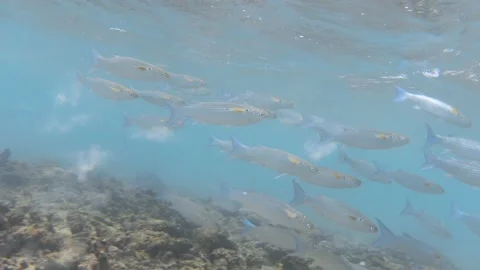 Shoal of fringelip mullet fishes swimmin... | Stock Video | Pond5