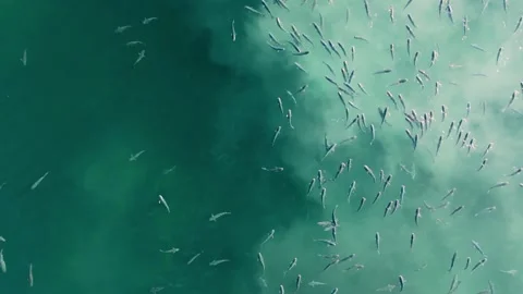 Shoal Of Small Fish Swimming In The Atla... | Stock Video | Pond5
