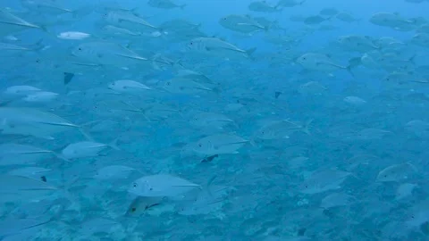 Shoal of torpedo scad pelagic fish swimm... | Stock Video | Pond5