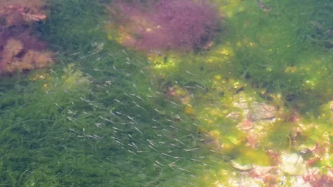 Trapped A Fish Stock Videos – Royalty-Free HD & 4K Videos | Pond5