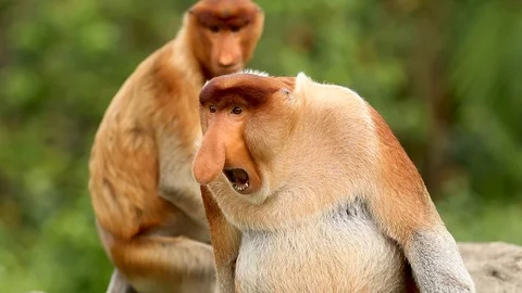 Shocked looking Proboscis Monkey | Stock Video | Pond5