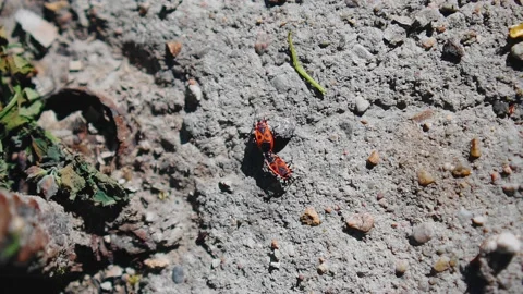 Bedbugs Stock Videos – Royalty-Free HD & 4K Videos