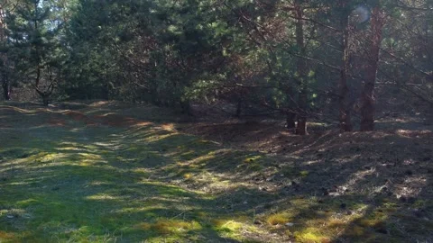 Shooting a beautiful ground cover in a p... | Stock Video | Pond5