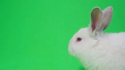 Shooting a rabbit in the studio on a gre... | Stock Video | Pond5