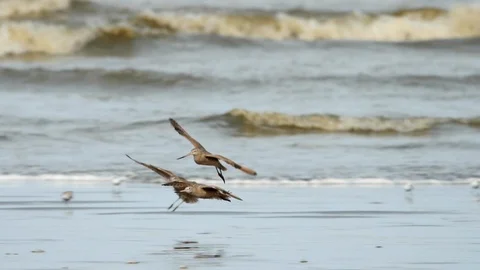 Shorebirds In Flight | Stock Video | Pond5