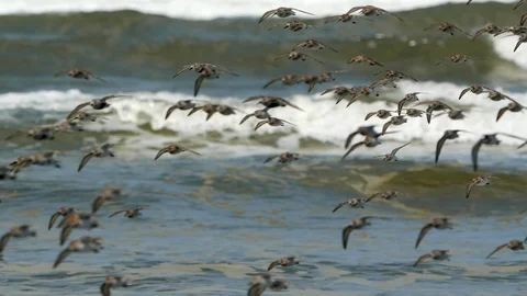 Shorebirds In Flight | Stock Video | Pond5