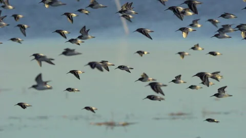 Shorebirds In Flight | Stock Video | Pond5