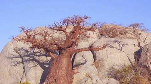 Short fat baobab revealed against bare r... | Stock Video | Pond5