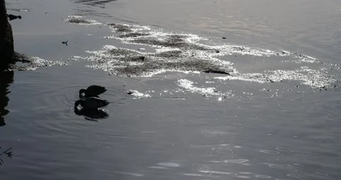 Full Video Ana Stock Videos – Royalty-Free HD & 4K Videos | Pond5