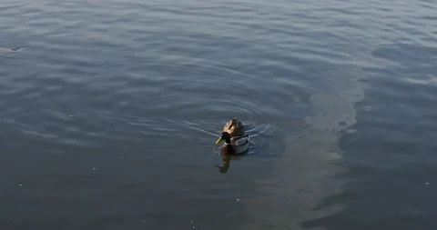 Full Video Ana Stock Videos – Royalty-Free HD & 4K Videos | Pond5