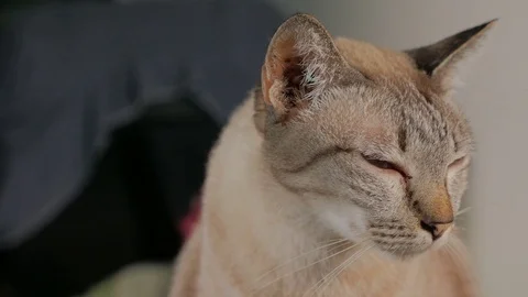 Pupil Size Stock Videos – Royalty-Free HD & 4K Videos