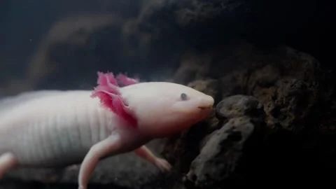 Axolotl Stock Footage ~ Royalty Free Stock Videos | Pond5